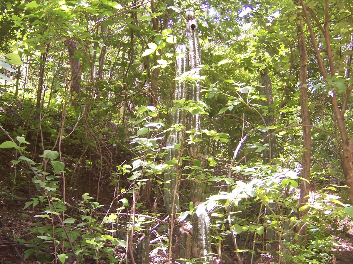 The tropical dry forest of Nicaragua | Naturefund