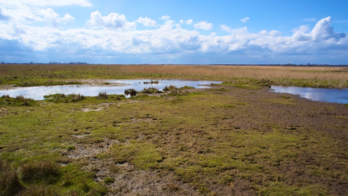 Projektziel erreicht: 5 neue Flächen auf der Insel Kirr gesichert ...