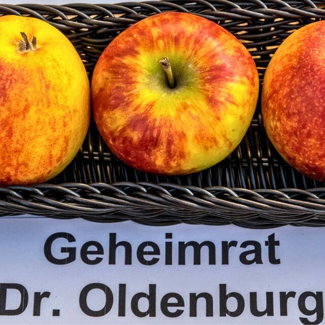 Apfelsorten im Überblick | Naturefund